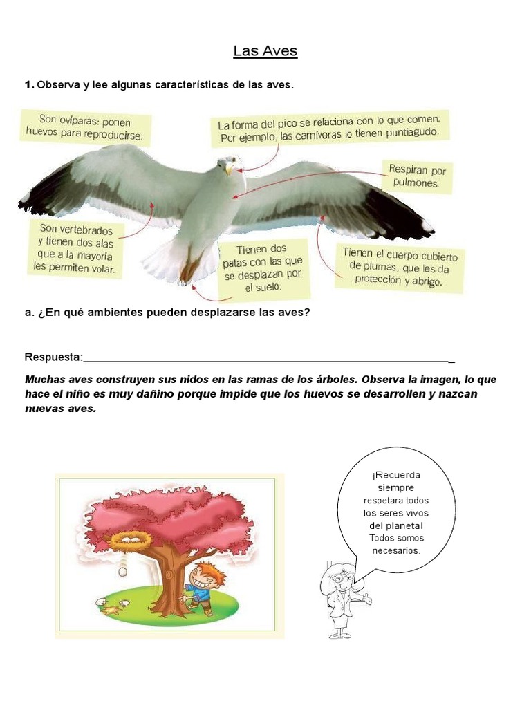AVES | PDF
