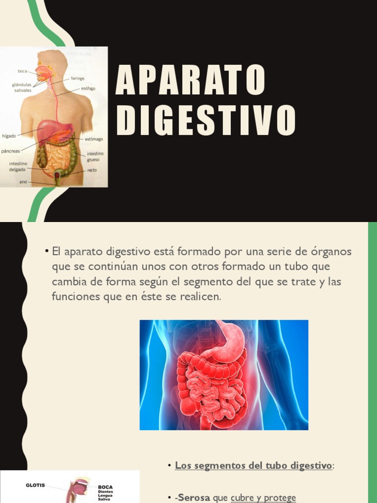 Funciones del Sistema Digestivo | PDF | Bilis | Digestión