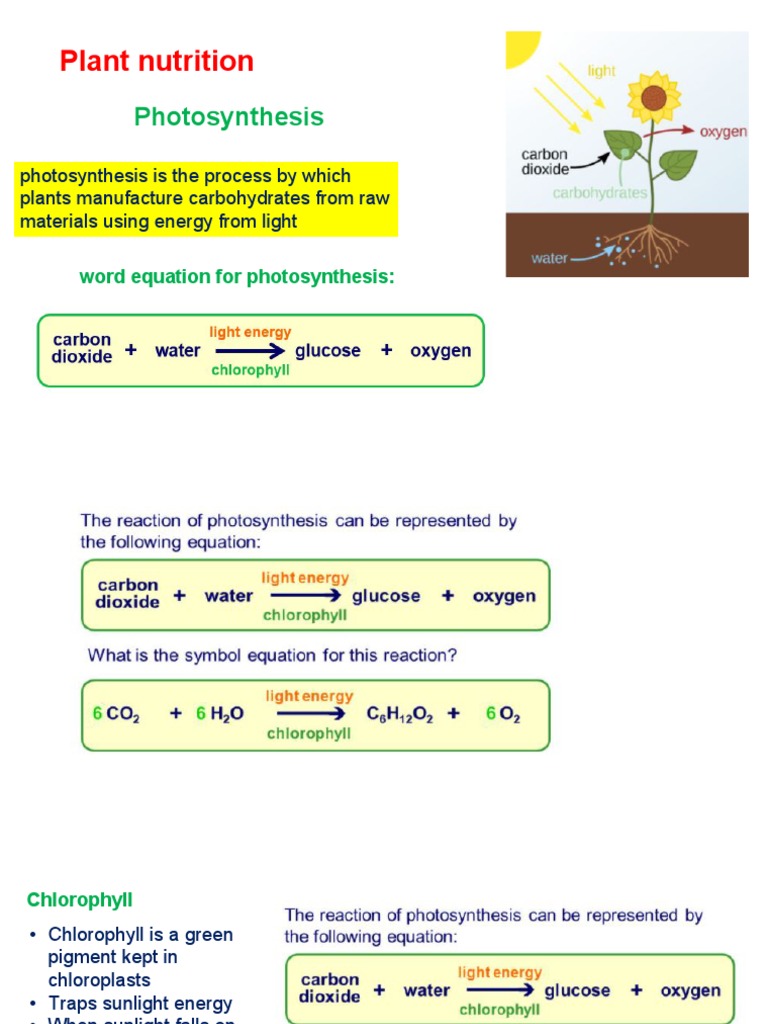 Plant Nutritin | PDF | Leaf | Photosynthesis