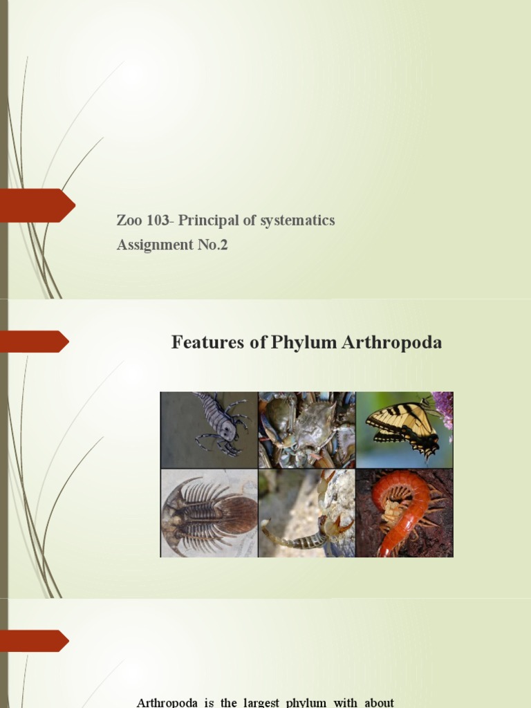 Features of Phylum Arthropoda | PDF