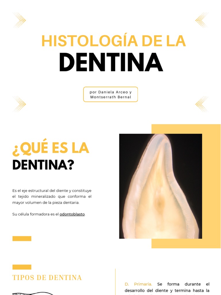 Histologia Dentina | PDF