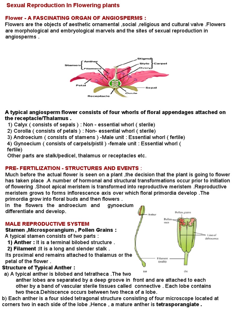 Sexual Reproduction CHP 7 | PDF