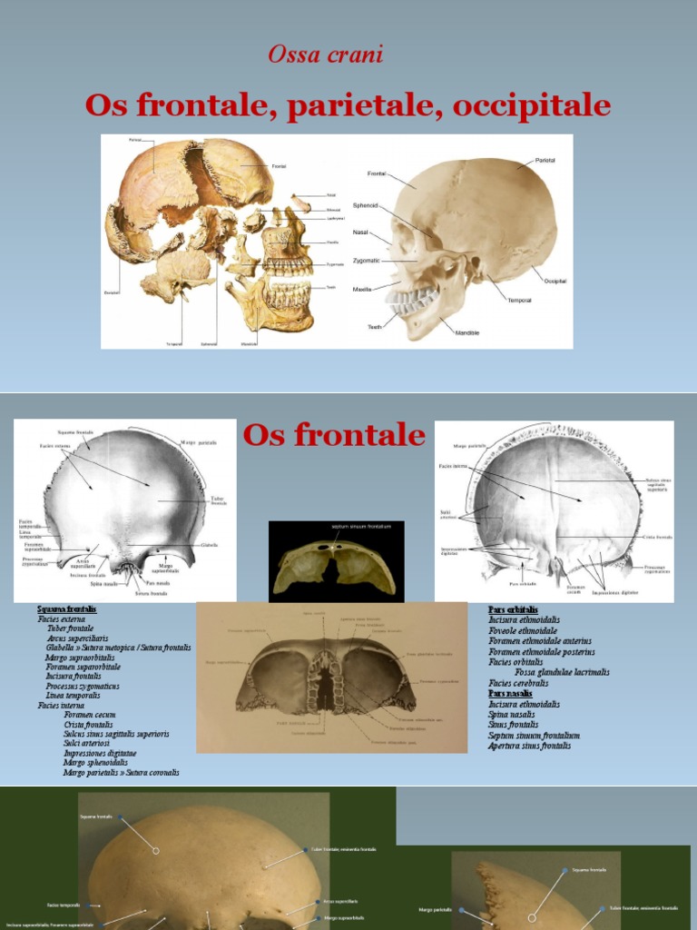 Oasele Craniului (Frontal, Parietal, Occipital) | PDF