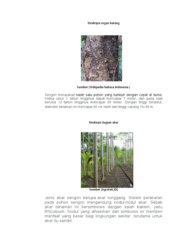 Dendrologi Terbaru | PDF