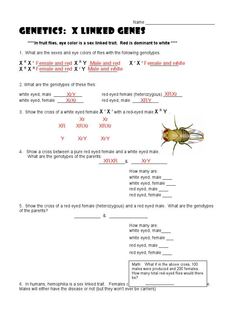 Genetics Xlinked | PDF | Genotype | Zygosity