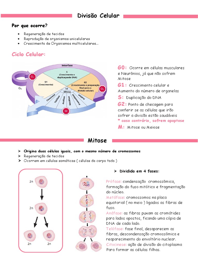 Divisão Celular | PDF | Meiose | Mitose