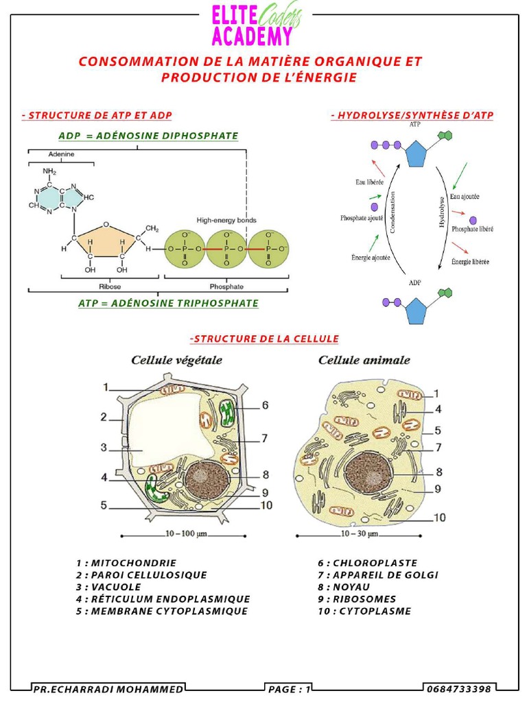Cours SVT | PDF