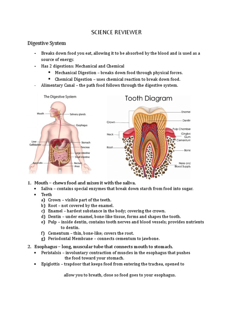 Science Reviewer | PDF | Human Body | Nervous System
