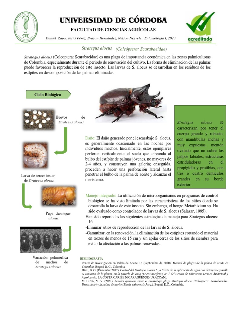 Ciclo de vida y control de Strategus aloeus | PDF | Escarabajo | Insectos