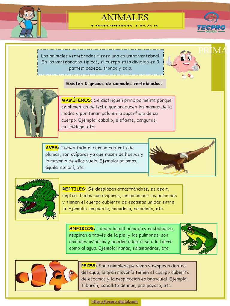 Grupos de Animales Vertebrados | PDF