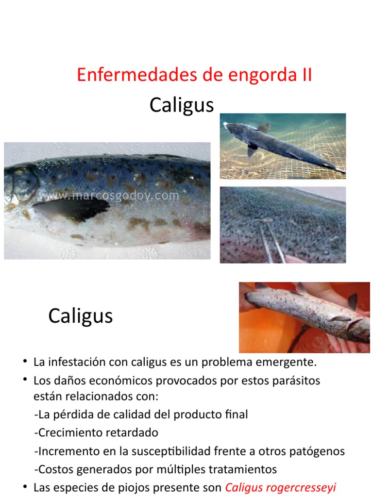 Caligus 12-6 | PDF