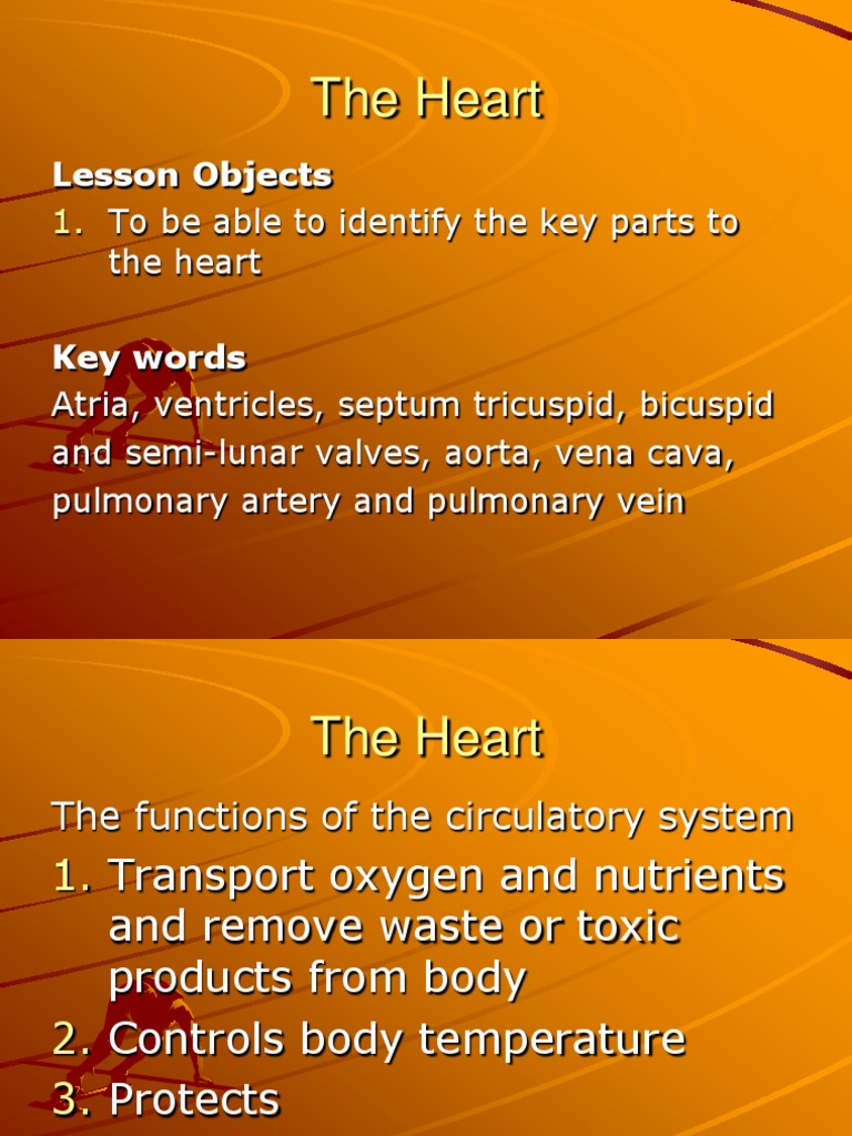 The Heart: Lesson Objects | PDF