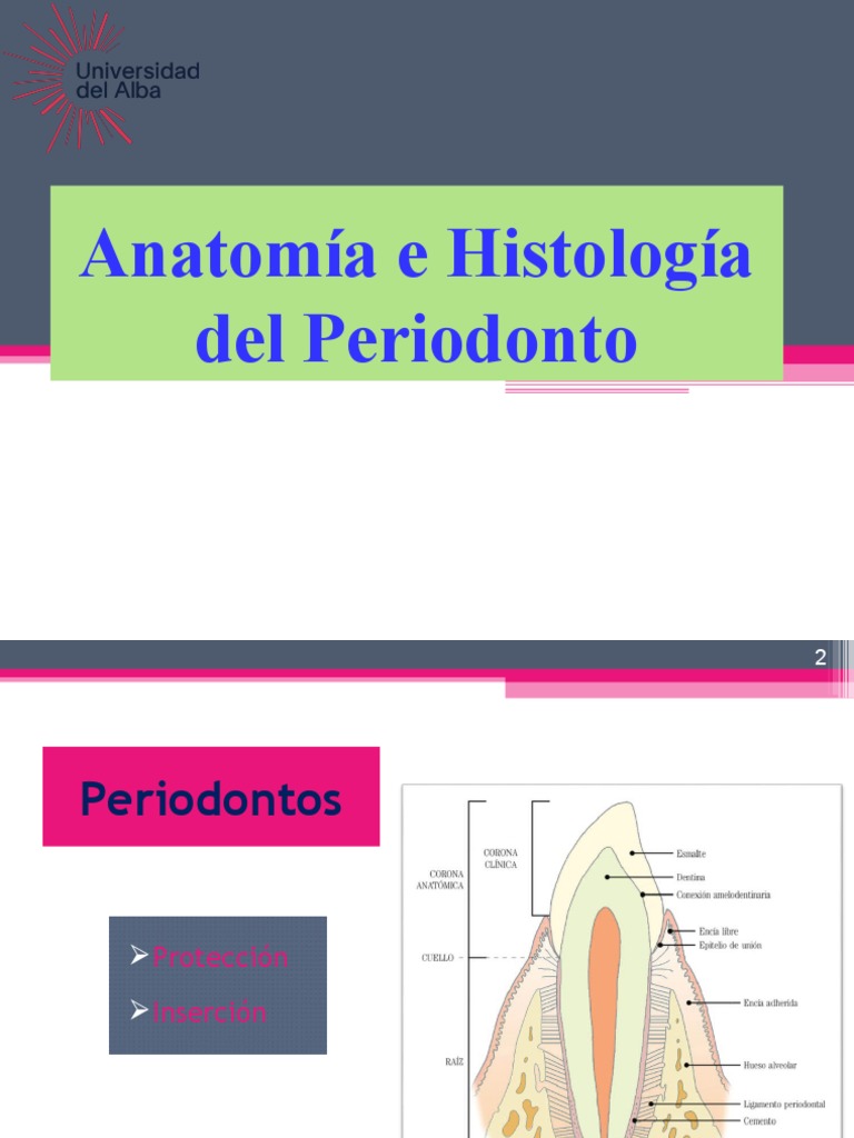 ANATOMIA E HISTOLOGIA DEL PERIODONTO Epitelio de Unión | PDF