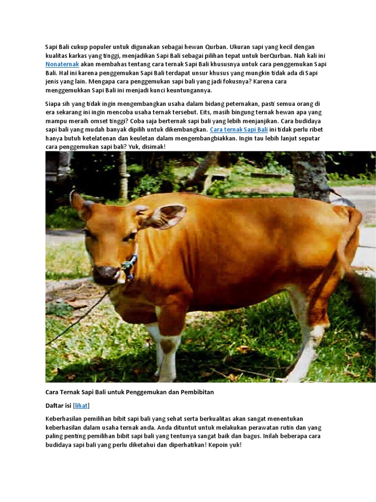 Cara Efektif Ternak Sapi Bali | PDF