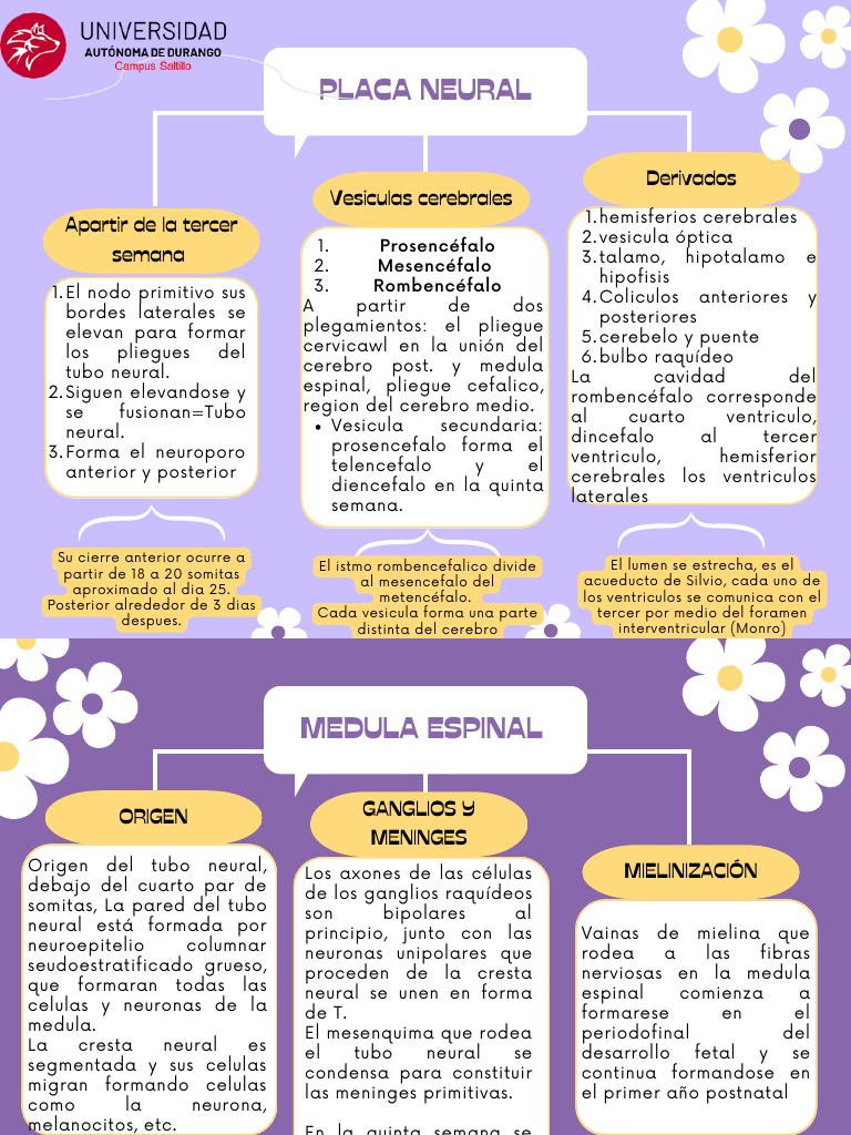 Desarrollo de La Placa Neural y Medula Espinal | PDF | Sistema nervioso ...