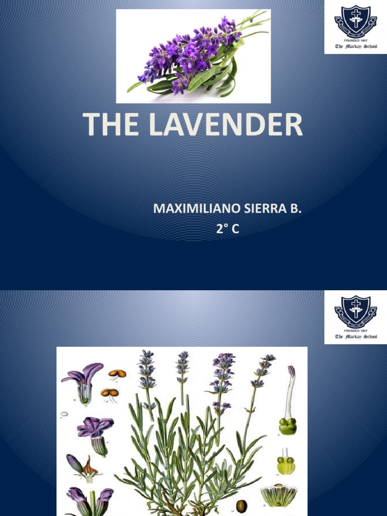 The Lavender, Ppt | PDF