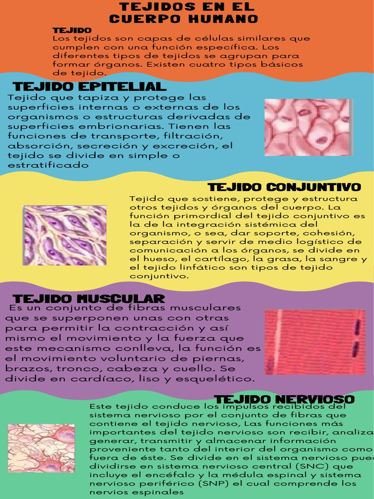 TEJIDOS | PDF