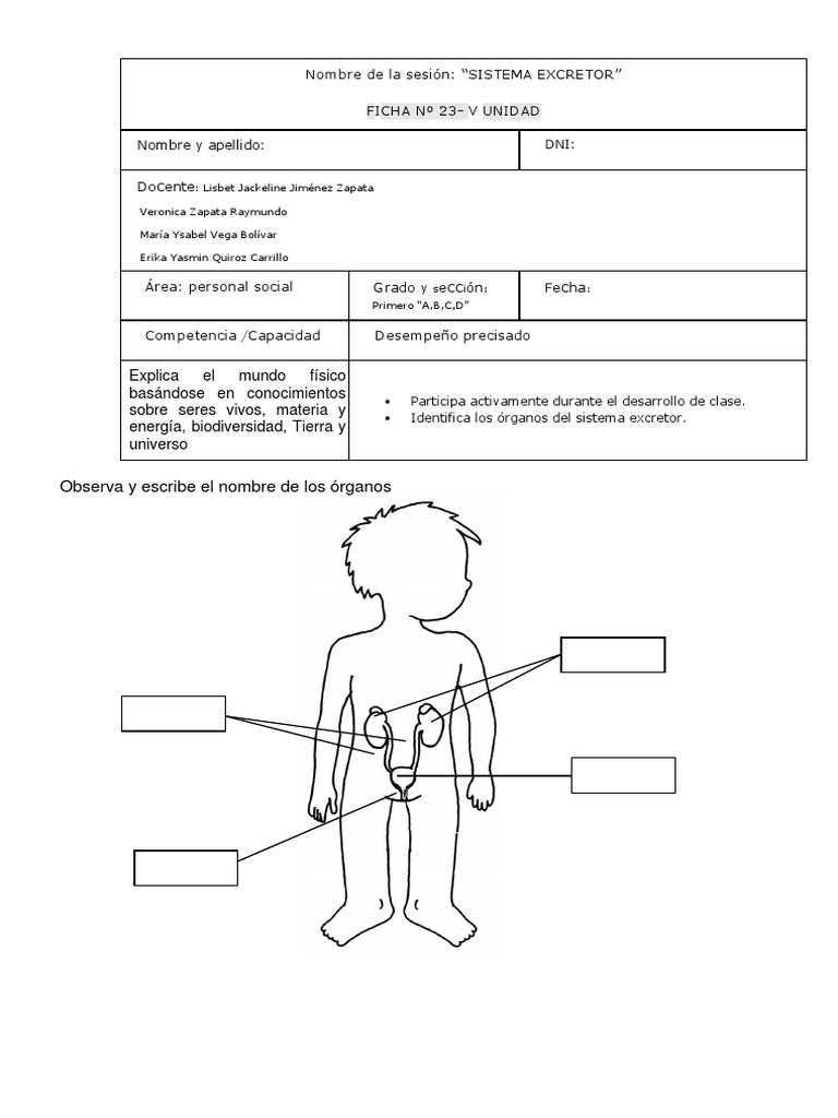 Ficha Sistema Excretor | PDF
