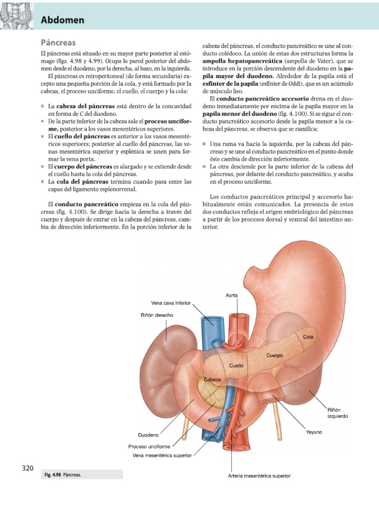 Anatomia de Pancreas. Gray | PDF