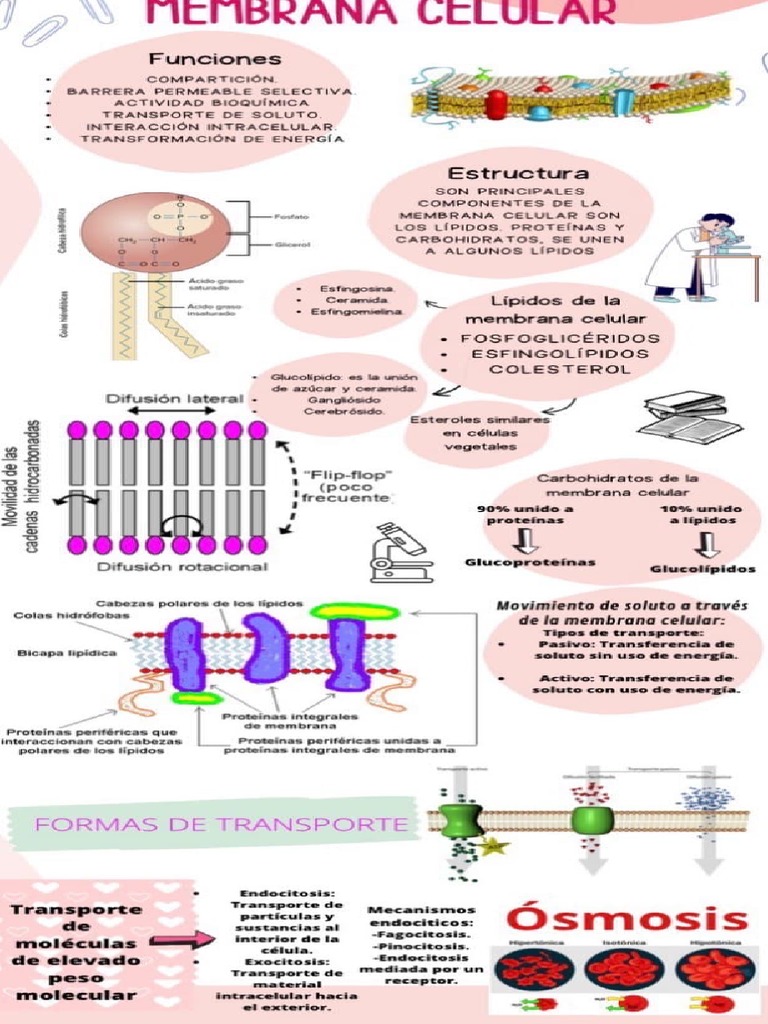 Membrana Celular | PDF | Membrana celular | Biología Molecular