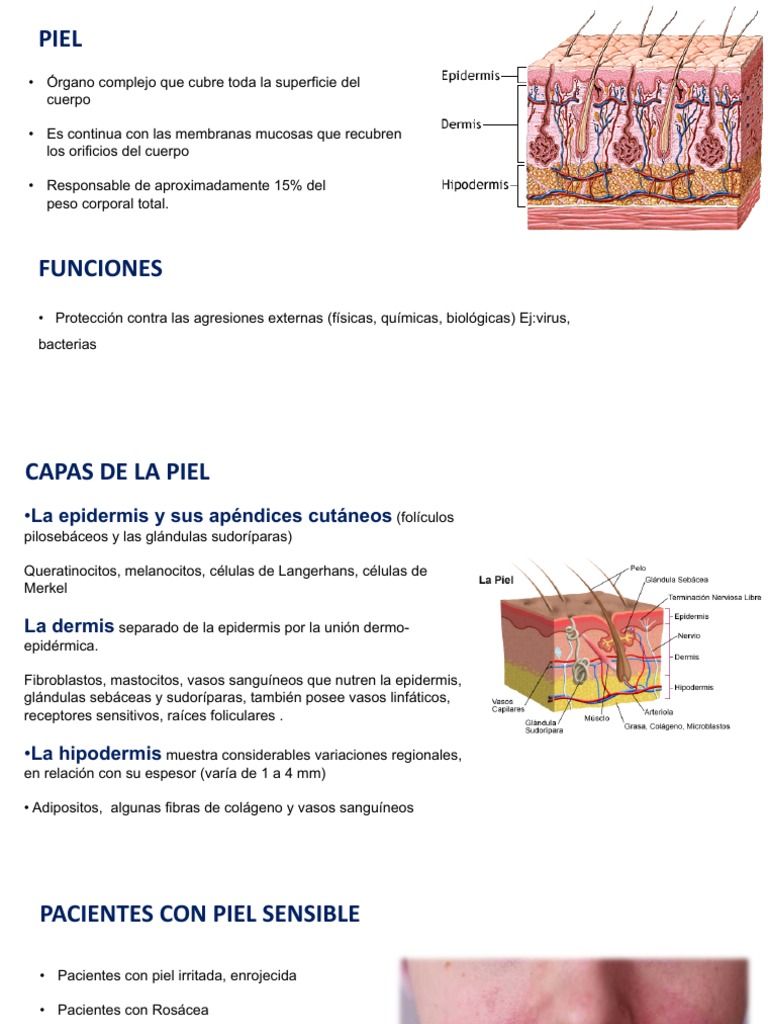 Piel para Grabar | PDF | Epidermis | Piel