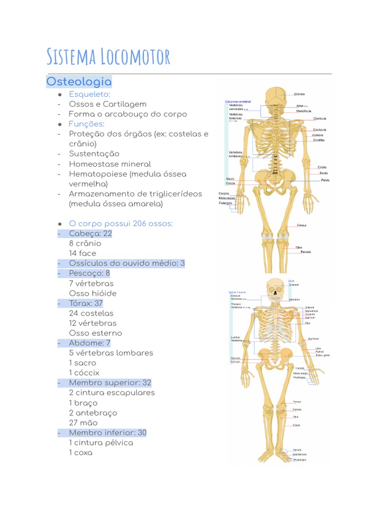 Estrutura E Funções Do Sistema Locomotor Pdf Osso Esqueleto