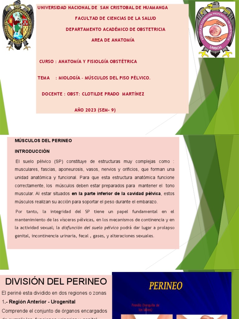 MÚSCULOS DEL PERINÉ (Sem - 9) | PDF | Pelvis | Vagina