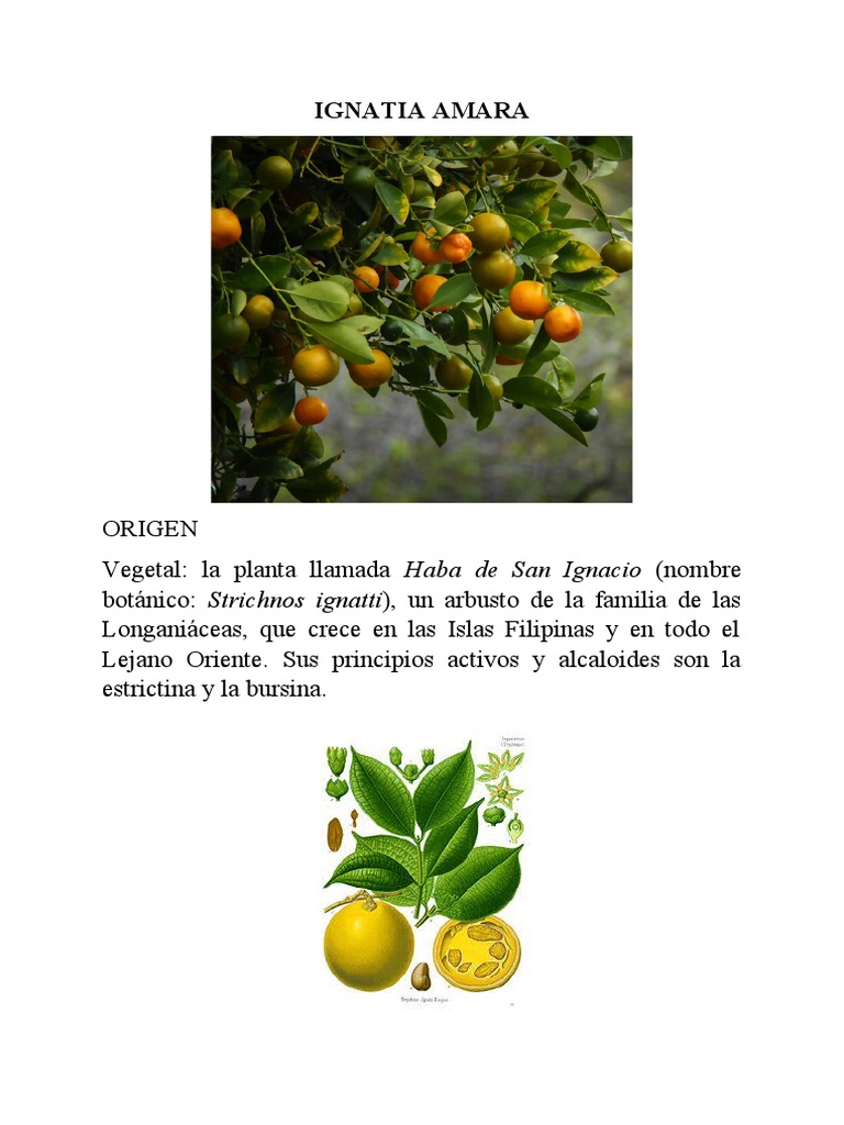 Usos y propiedades de Ignatia Amara | PDF | Medicina CLINICA ...