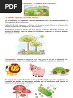 Cadena Alimenticia - Productores, Consumidores y Descomponedores PDF ...