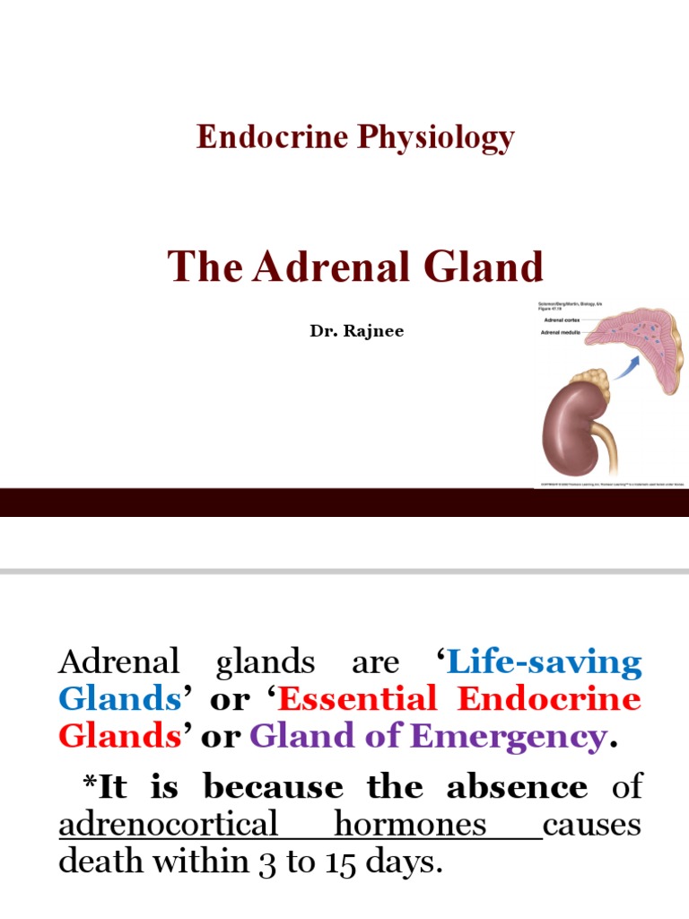 Adrenal Gland by DR Rajnee Ist Part | PDF | Adrenal Gland | Cholesterol