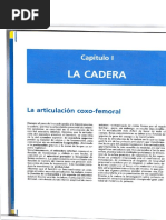 Articulación Coxofemoral Cuadro Integrador | PDF | Rodilla | Cadera