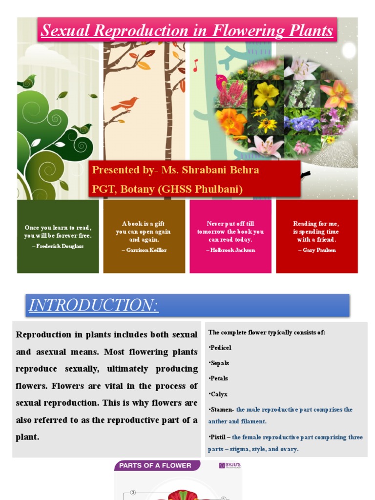 Sexual Reproduction in Flowering Plants | PDF | Flowers | Seed