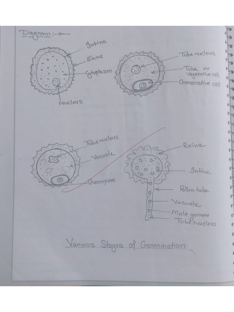 Biology Practical File 2023-2024 | PDF
