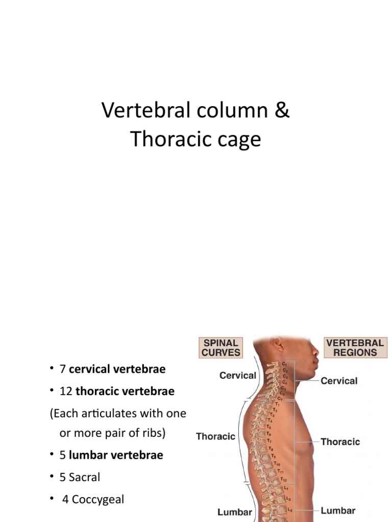 1.thoracic Cage | PDF | Thorax | Thorax (Human Anatomy)