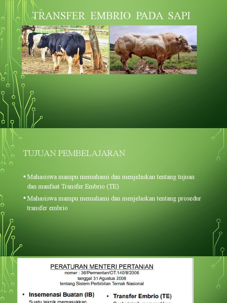 Transfer Embrio Pada Sapi | PDF
