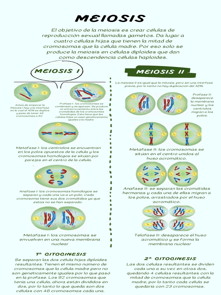 Meiosis 2 | PDF