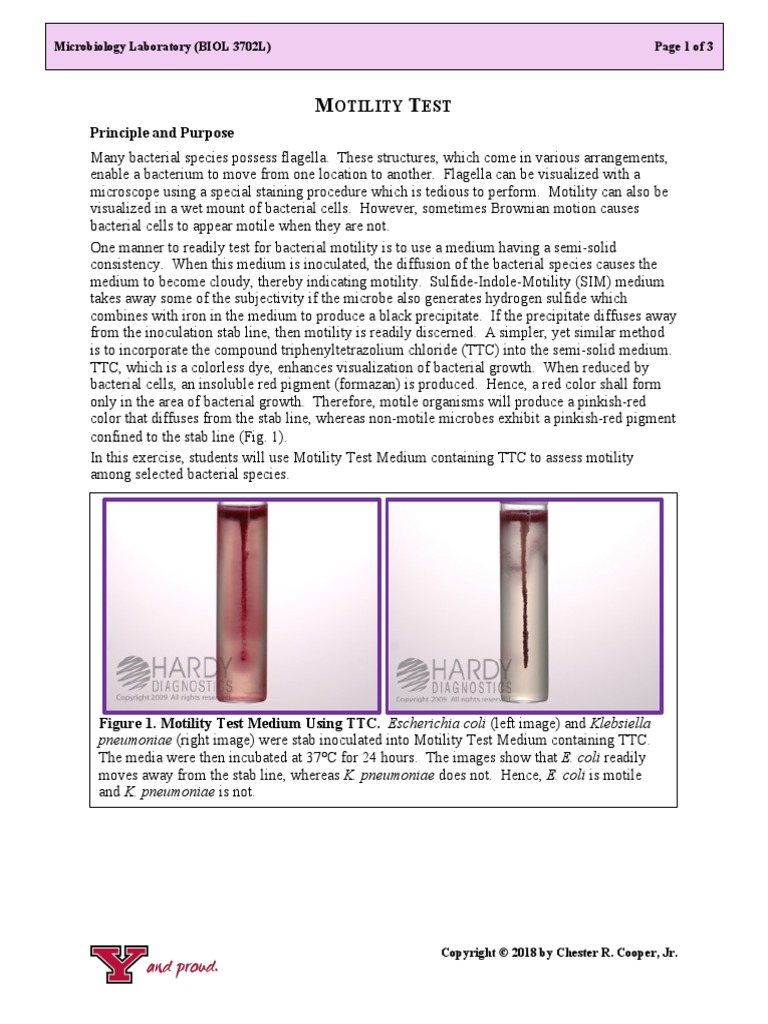 Motility-Test Manual | PDF