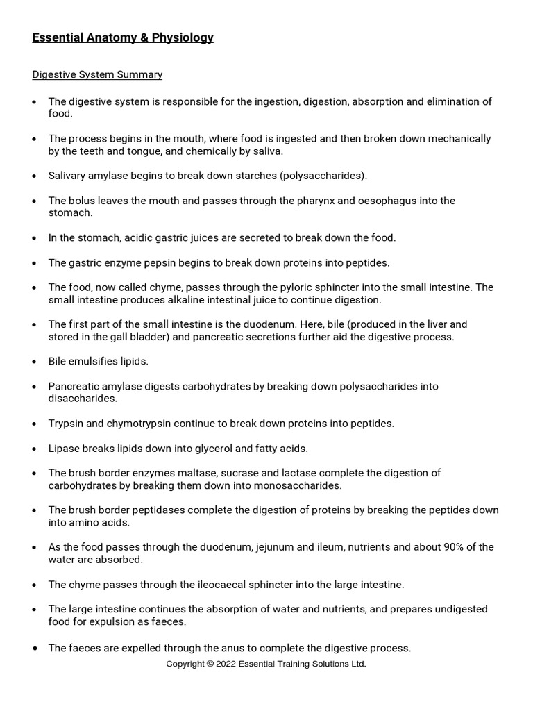 Digestive System Summary Pdf
