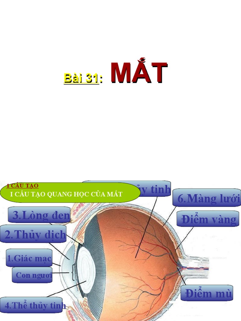 Tiet 31. Mat | PDF