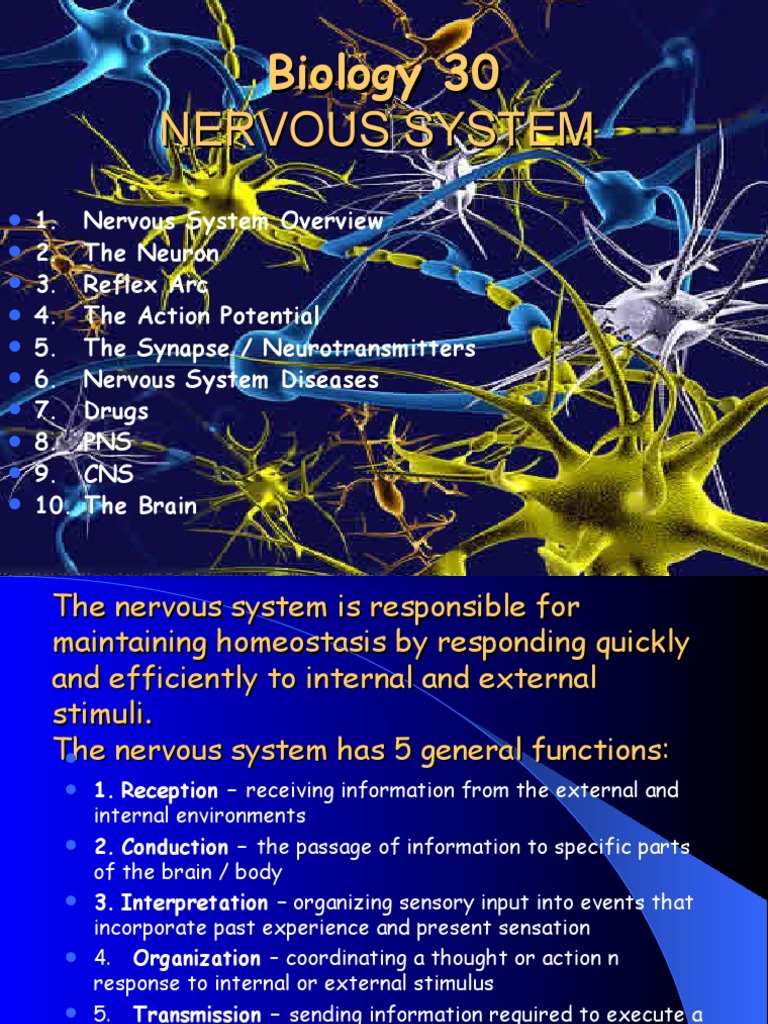 Nervous System: Structure and Function | PDF | Action Potential ...