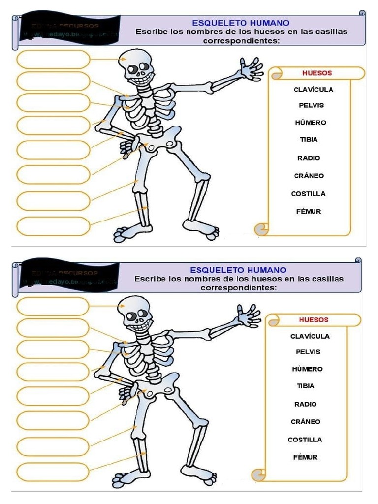Esqueleto Humano | PDF