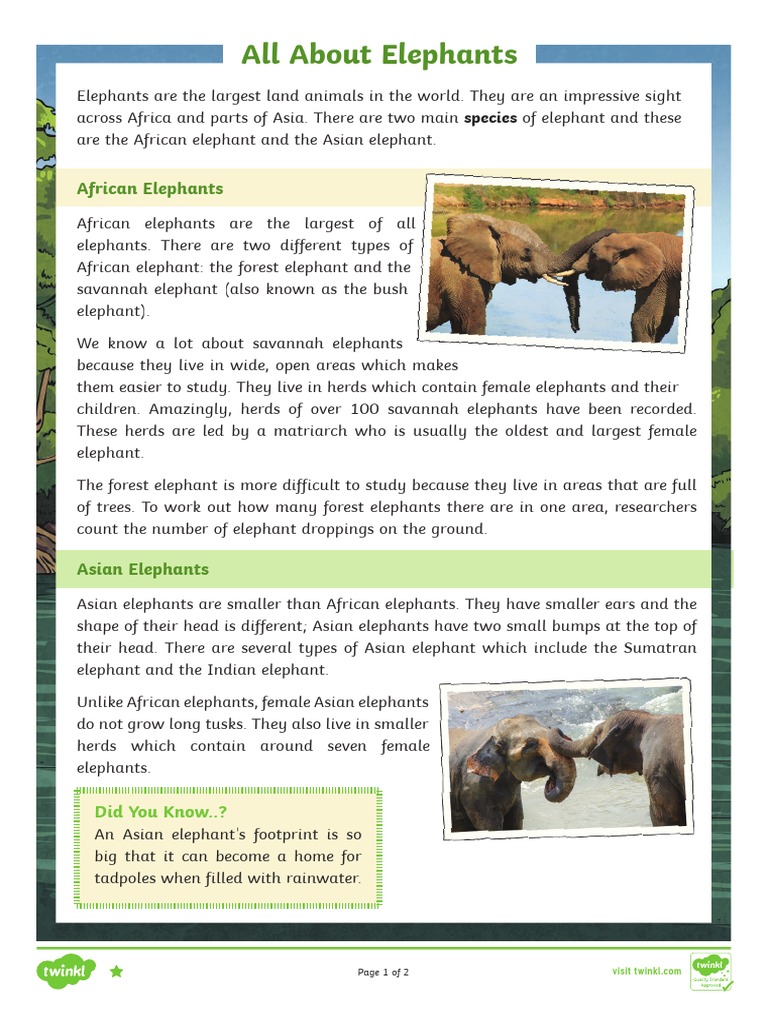 All About Elephants | PDF
