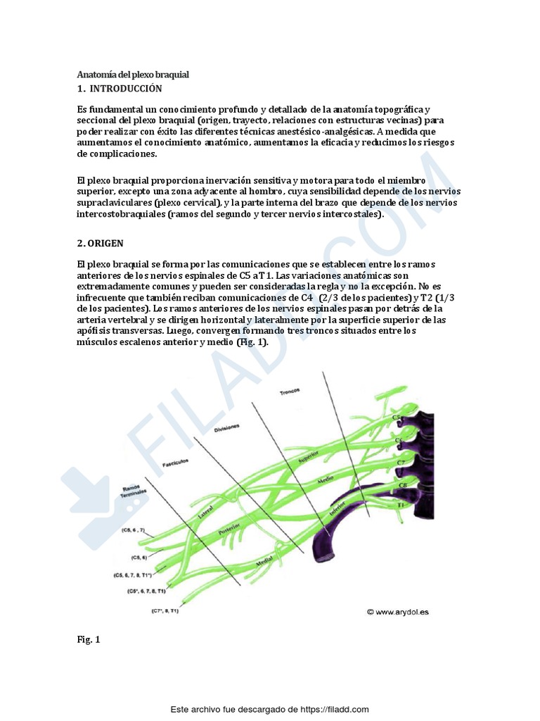 Anatomía del plexo braquial | PDF | Sistema nervioso | Neuroanatomía