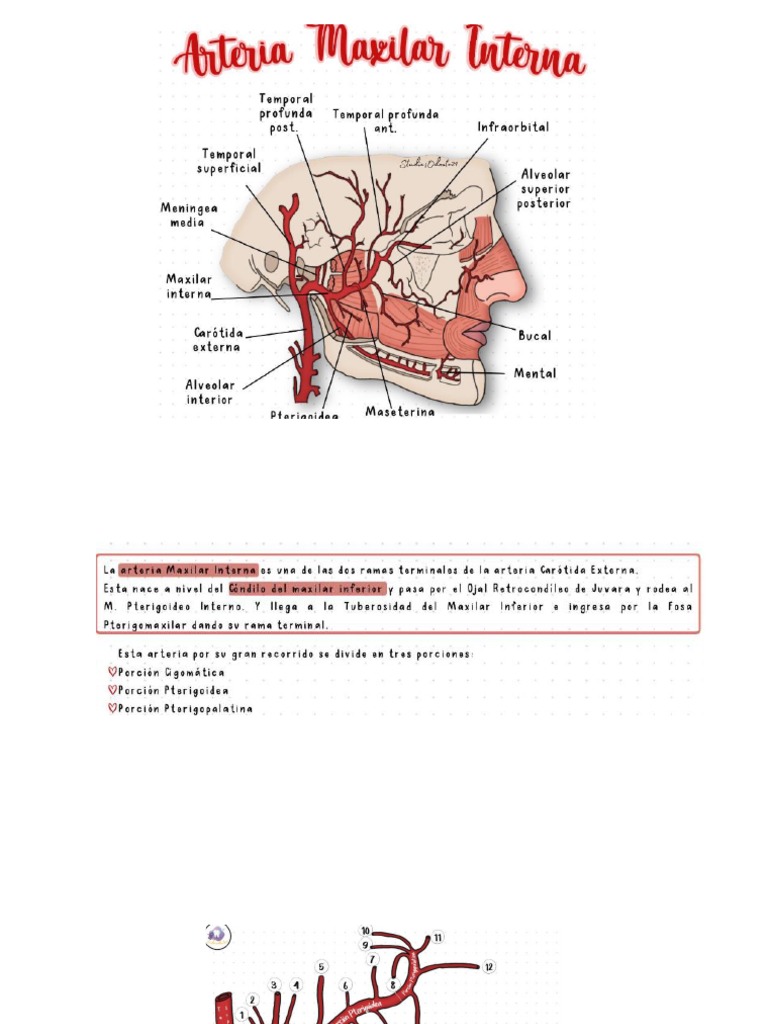 Arteria Maxilar | PDF