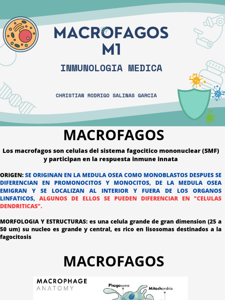 Macrofagos M1 Expo | PDF