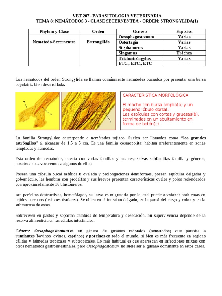 Tema 8 - Nemátodos 3 - Clase Secernentea - Orden Strongylida | PDF