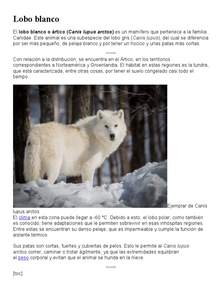 Lobo Blanco | PDF | Ártico | del perro