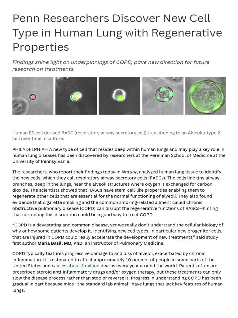 Penn Researchers Discover New Cell Type in Human Lung With Regenerative ... Penn Researchers Discover New Cell Type in Human Lung With Regenerative ...