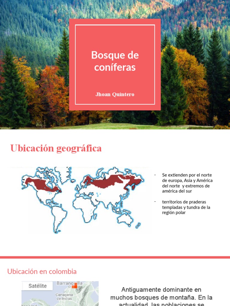 Mapa De Bosques De Coníferas