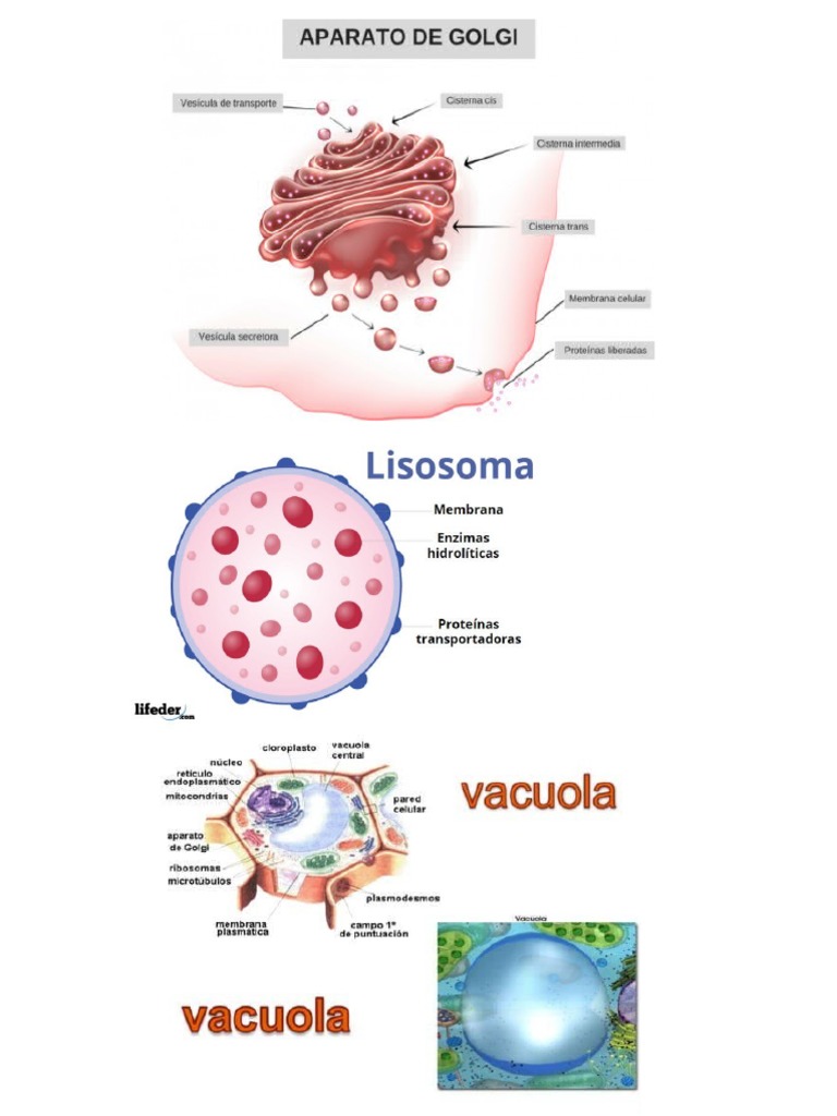 De Histology Golgi Complex Golgi Apparatus